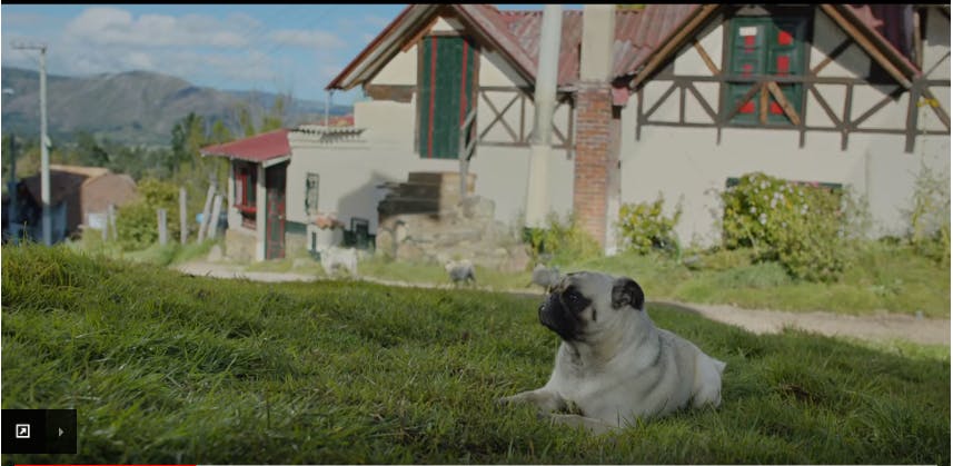 Vodafone India brings back its famous pug Cheeka in latest campaign ...