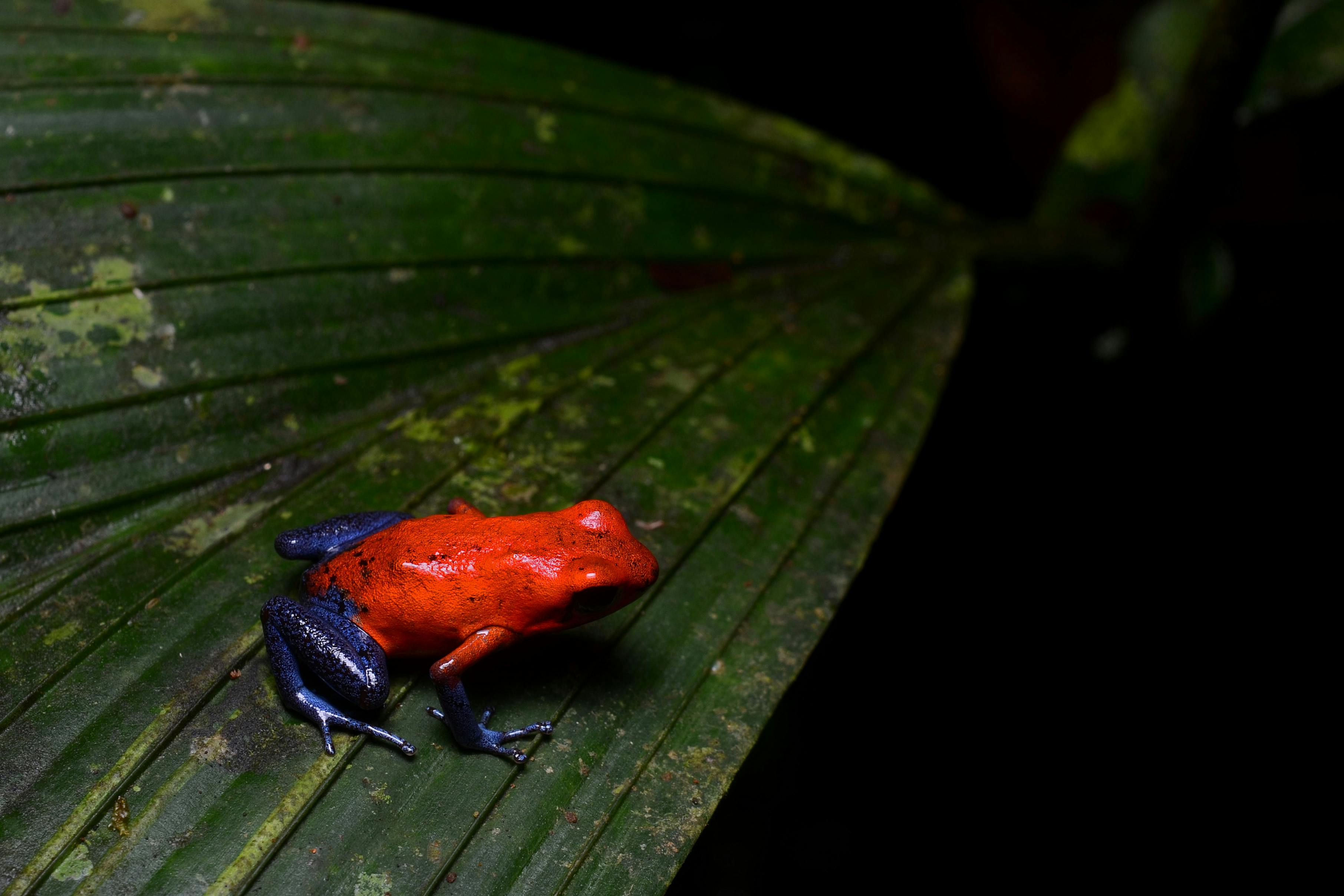 Adapt or die: Why good people and frogs finish first | The Drum