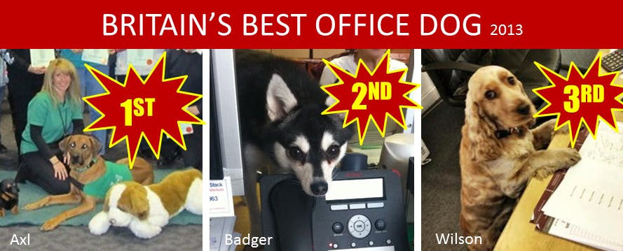 Social media and brand awareness: How Red Rocket Media's office dog ...