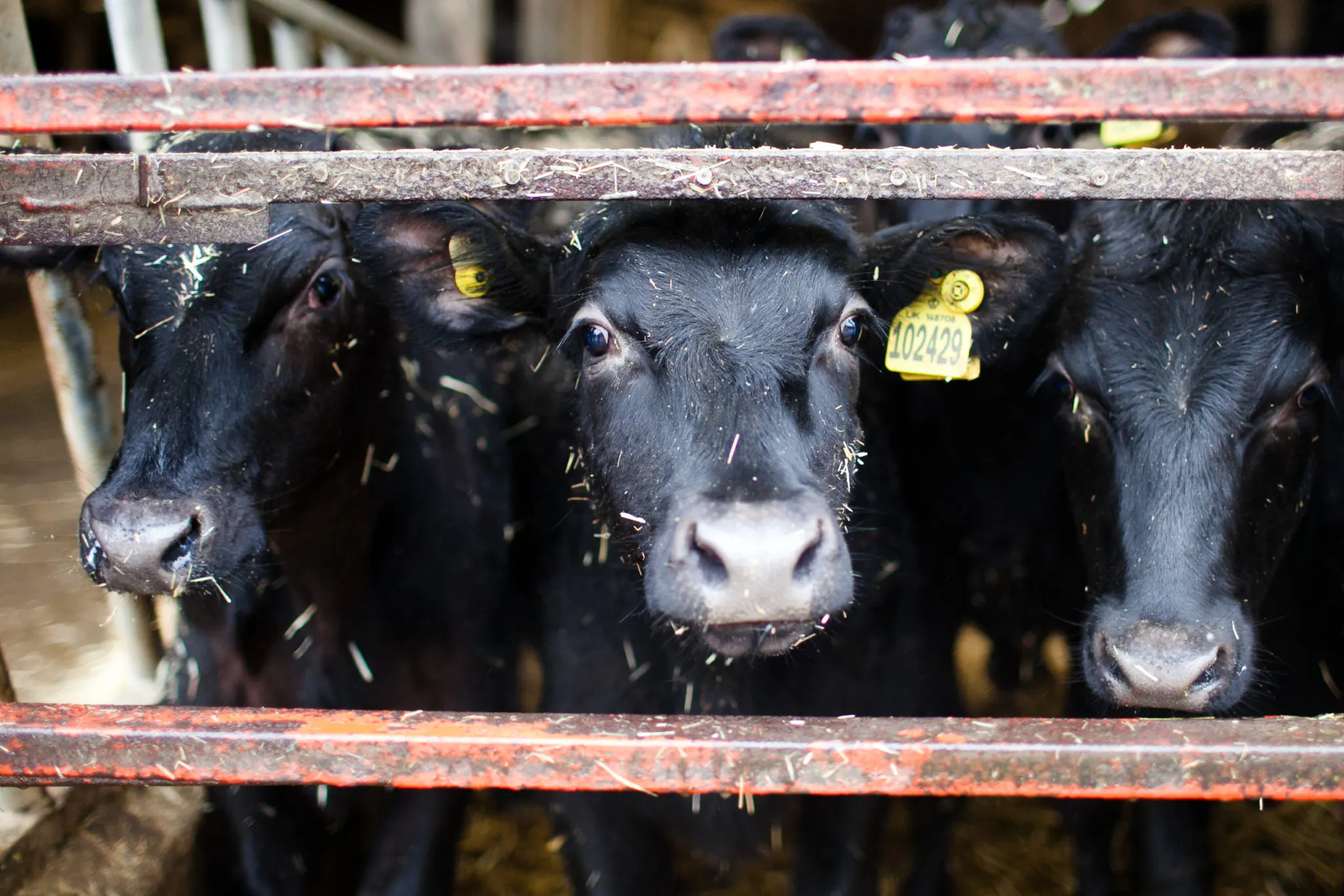 How Hectare Agritech and Octopus Group scored with ‘Tinder for Cows ...